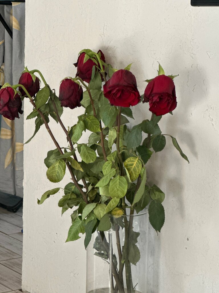 Çiçekçiler Алые розы, Izhevsk, foto