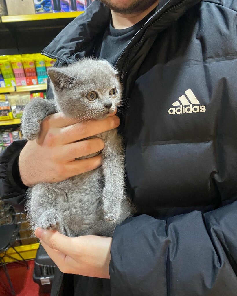 Petshop Foks Pet Shop, İskenderun, foto