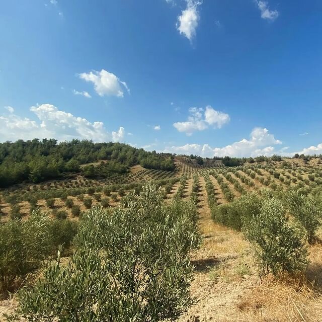 Süt ürünleri satış mağazaları Tabipler tarım kooperatifi, Adana, foto