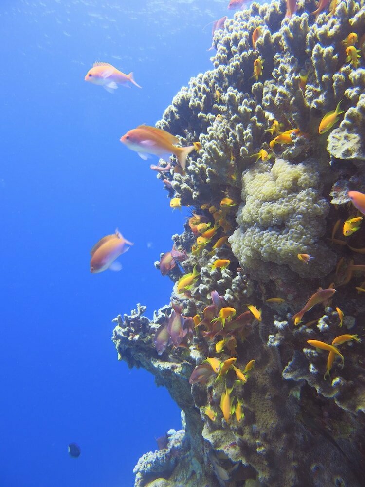 Otel Red Sea Dive Center - Hotel & Dive Center, Dünya, foto