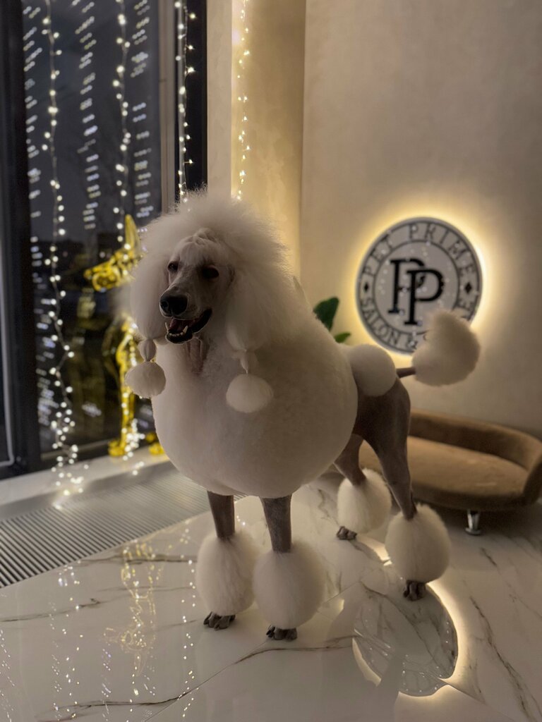 Evcil hayvan kuaförleri Pet Prime, Moskova, foto