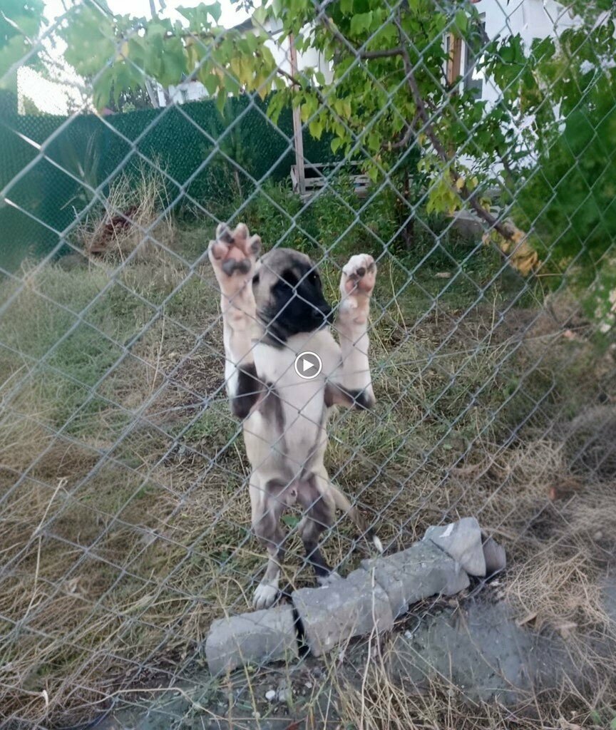 Muhtarlıklar Kızılca Köy Muhtarlığı, Tercan, foto