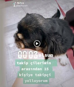 Şen Apartmanı (Sakarya, Söğütlü, Gündoğan Mah., Şeker Sok., 8), otel  Söğütlü'den