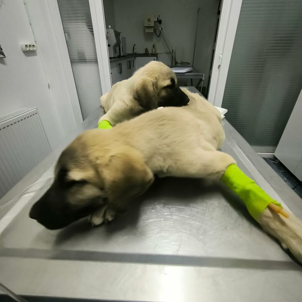 Veteriner klinikleri Emra Pet Veteriner Kliniği, Niğde, foto