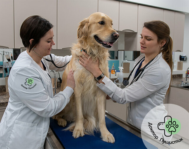 Veteriner klinikleri Doctor pyshistik, Himki, foto