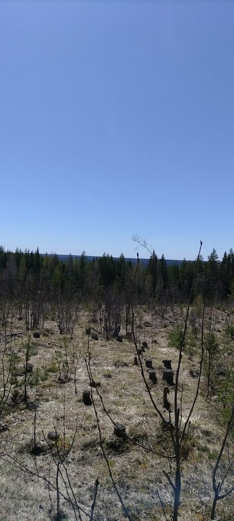 Dağ zirvesi Гора Килигора, Karelya, foto