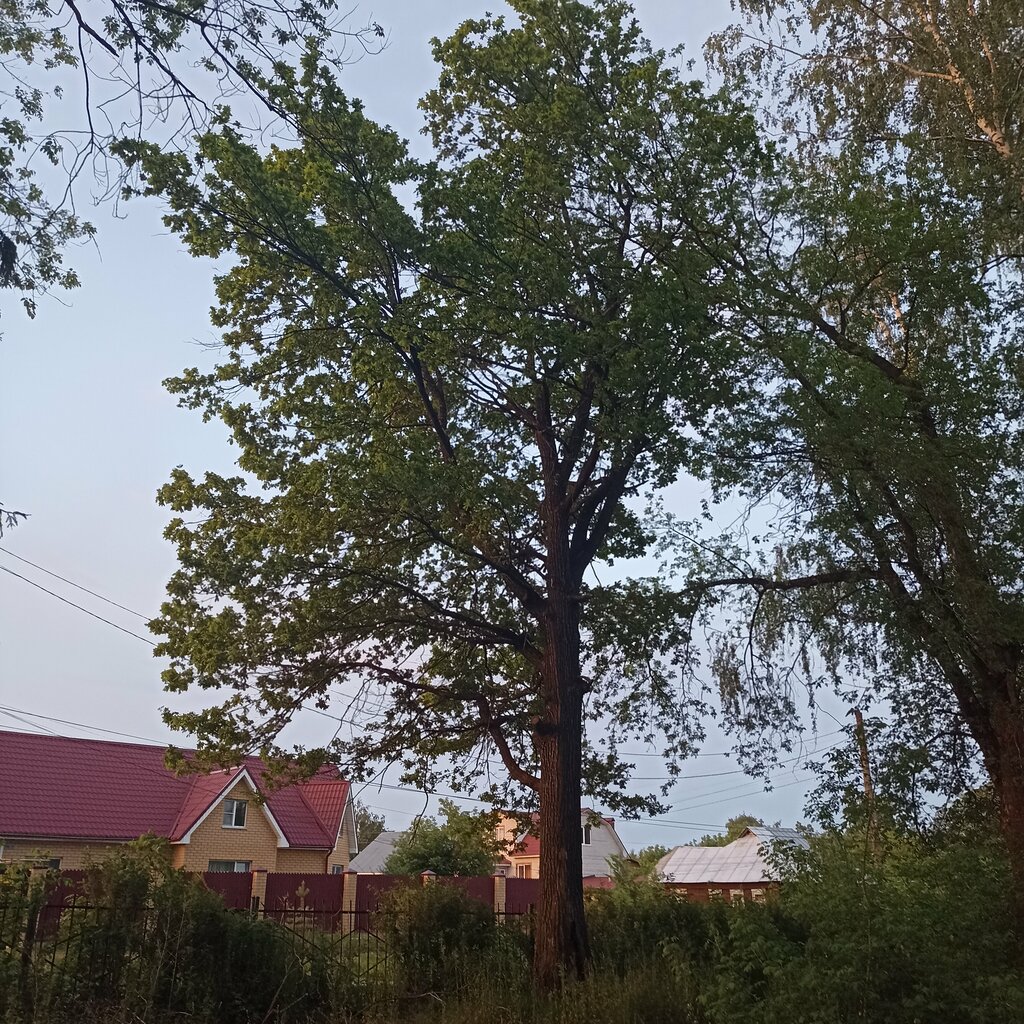 Doğa Дуб - Улып, Shumerlya, foto