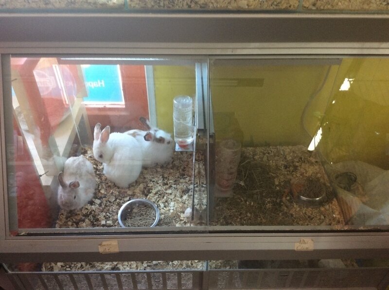 Petshop La Casa di Zoe, Campania, foto