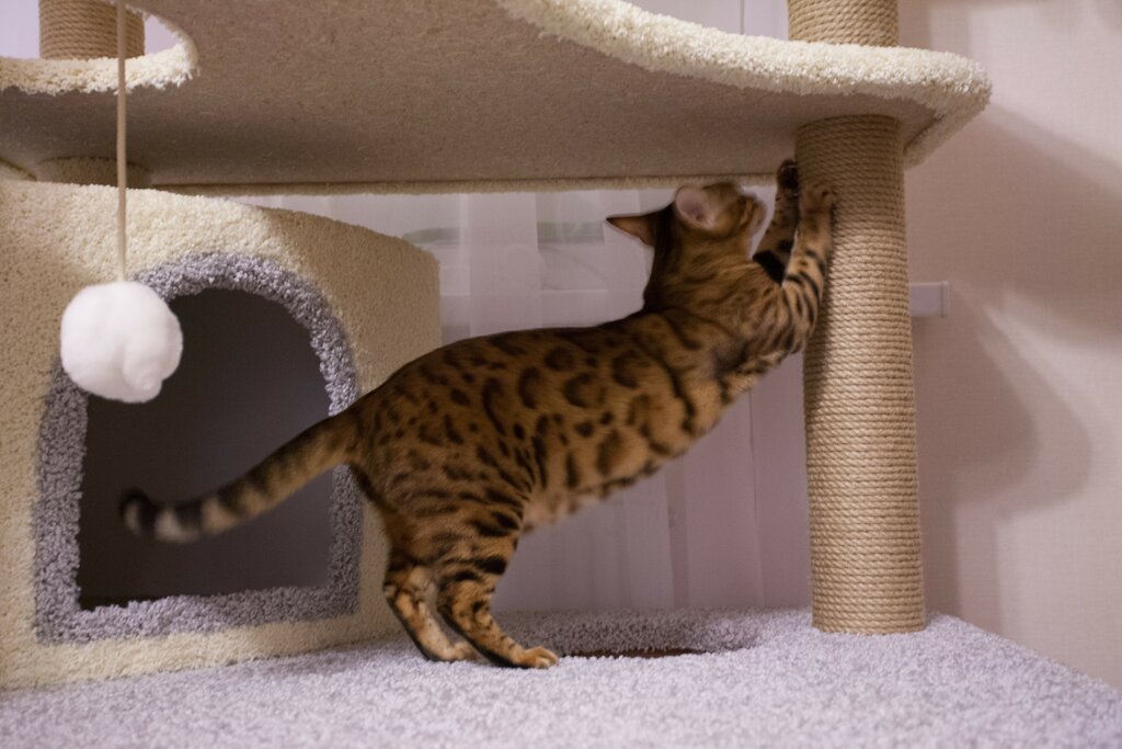 Petshop Yo Cat, Novosibirsk, foto