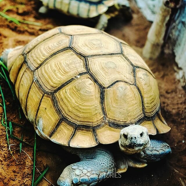 Hayvanat bahçeleri Uae Pygmy Zoo, Ayman, foto
