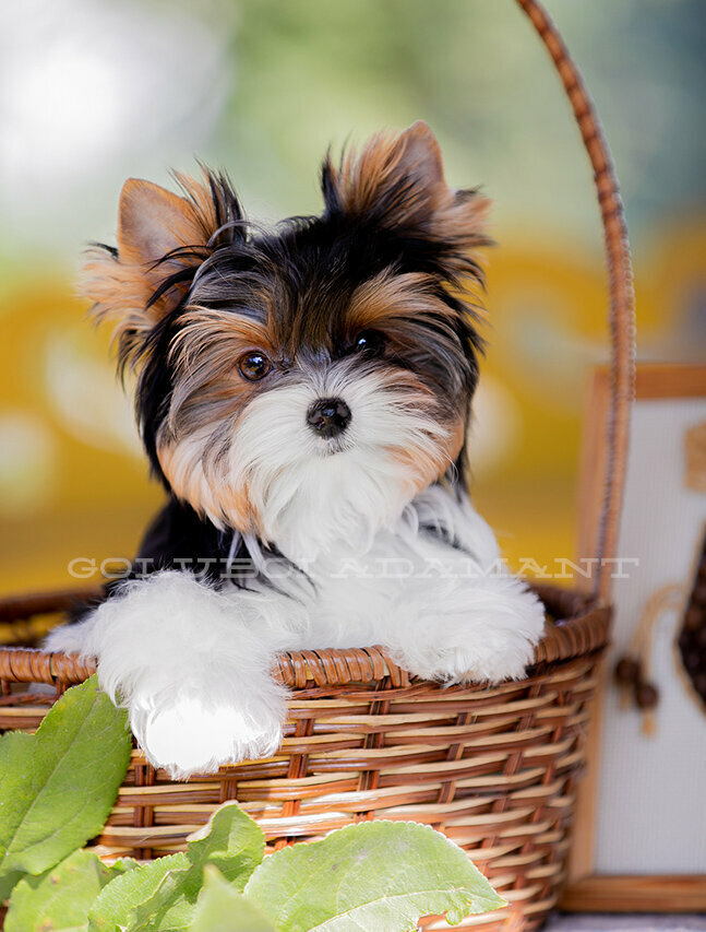 Evcil hayvan yetiştiricileri Blue-adamant kennel, Moskova, foto