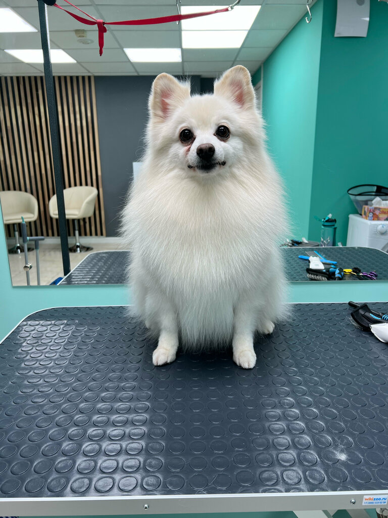 Evcil hayvan kuaförleri ProHvost, Yekaterinburg, foto