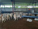 Ersoy Aile Çiftliği (Panayır Mah., 6. Yüce Sok., No:21, Osmangazi, Bursa), hayvancılık  Bursa'dan