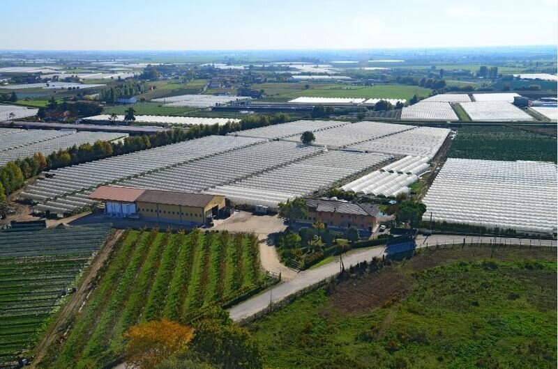 Tarım ürünleri firmaları Azienda Agricola Accordi Renato e Figli, Dünya, foto