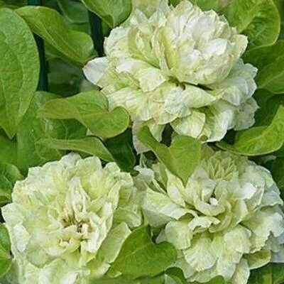 Fidan yetiştiriciliği PokrovSad, Rostovskaya oblastı, foto