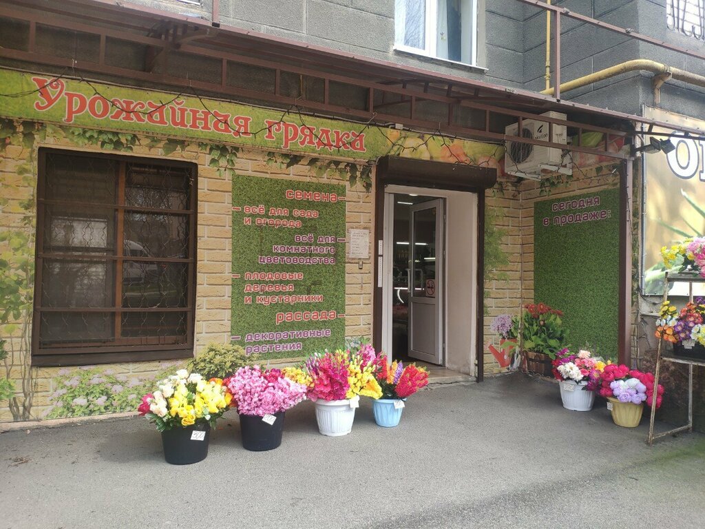 Tohum satan yerler Урожайная грядка, Stavropol, foto