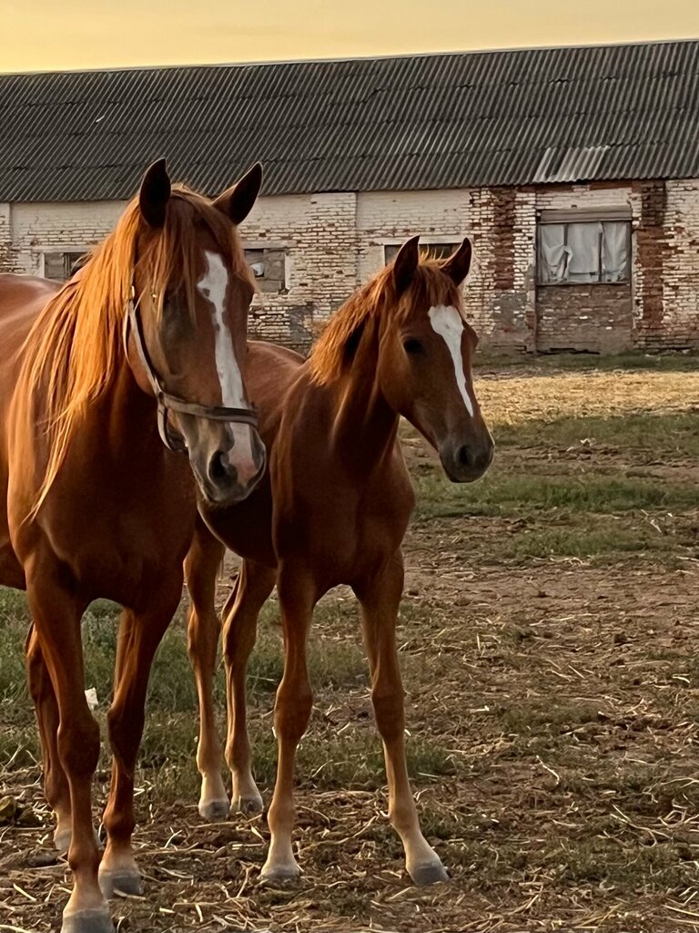 At ve binicilik kulüpleri Конный Двор, Krasnodarski krayı, foto