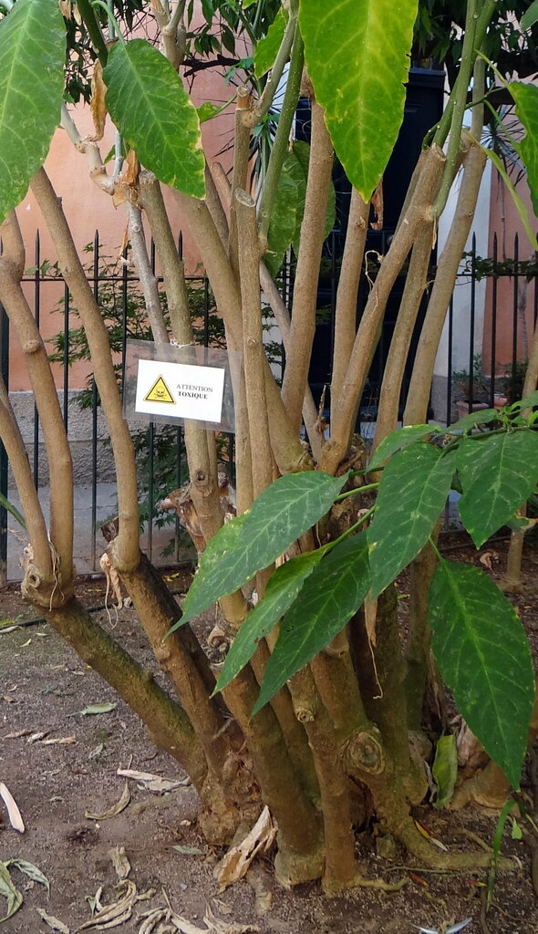 Kültür ve eğlence parkları Jardin de la Maison Bonaparte, Ajaccio, foto