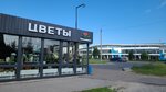 Pskovtsvet, tsvetochnaya baza (Kommunalnaya Street No:68/8, Pskov), çiçekçiler  Pskovskaya oblastından