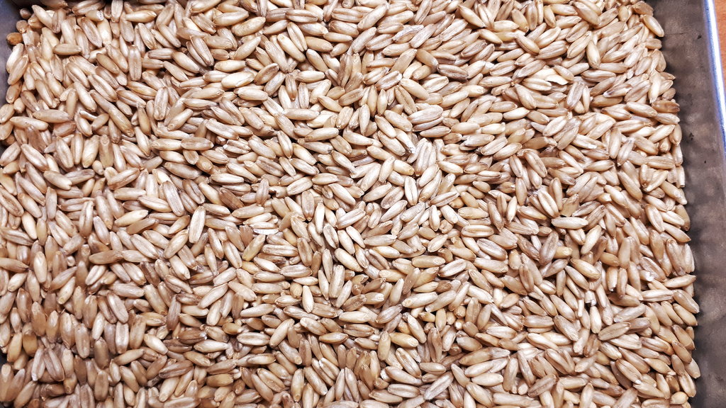 Un ve tahıllar Bkk Naladchik, Biysk, foto