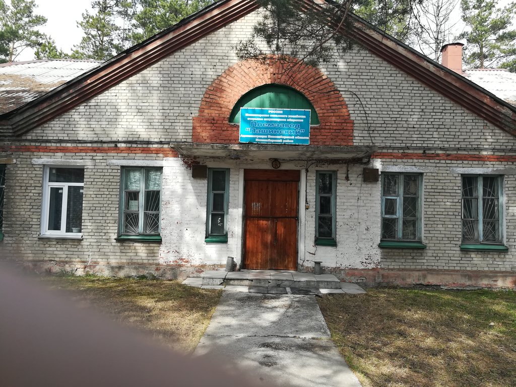 Hayvancılık Племзавод Пашинский, Novosibirskaya oblastı, foto