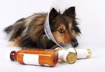Ambulatorio Veterinario Dott. Mariani Luigi Angelo (Via Cenisio No:53), veteriner klinikleri  Milano'dan