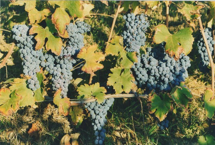 Şarap ve içki toptan satışları Azienda Agricola Cascina Gramolere, Piyemonte, foto