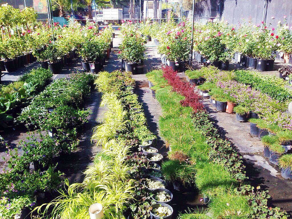 Sera ve bahçe ürünleri Central Wholesale Nursery, San Jose, foto