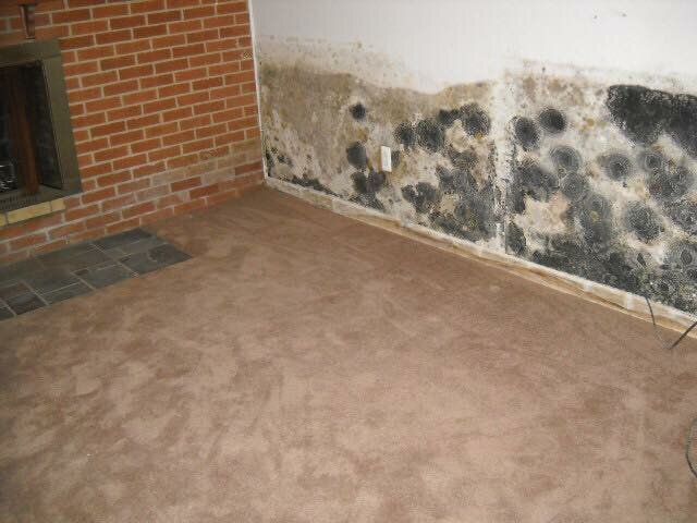 i̇nşaat tedarik firmaları Mold Experts Of Michigan, Auburn Hills, foto