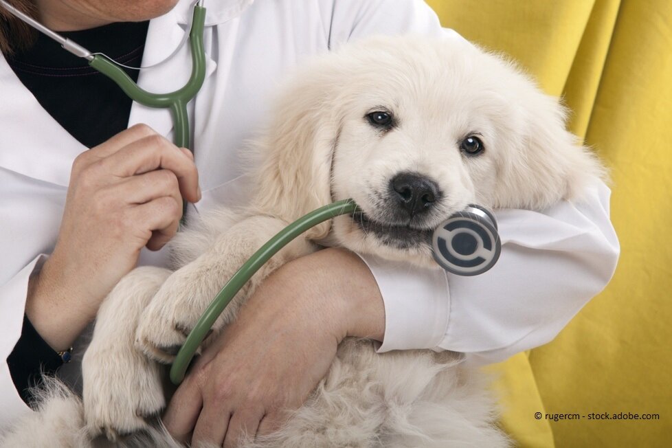 Veteriner klinikleri Tierarztpraxis Dr. Schmidt, Bavyera, foto