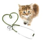Ambulatorio Veterinario San Giovanni Dott. ssa Daniela Tamburi (Umbria, Perugia, Marsciano), veteriner klinikleri  Umbria'dan