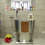 Gli Aristocuccioli (Umbria, Terni, Via Cavour), evcil hayvan yetiştiricileri  Terni'den