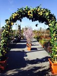 Alba Catti Floricoltura (Corso Alcide de Gasperi No:104, Cuneo), peyzaj tasarımı  Cuneo'dan