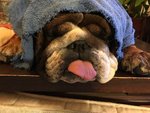 Roberto Toelettatura Da Cani (Via Ivrea No:111, Biella), petshop  Piyemonte'den
