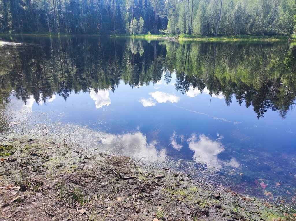 Turistik yerler Пешеходный экологический маршрут К мёртвому озеру, Smolenskaya oblastı, foto