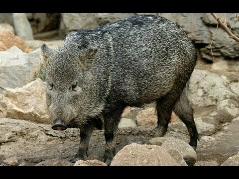 Petshop Hayvanlar Alemi, Bolu, foto
