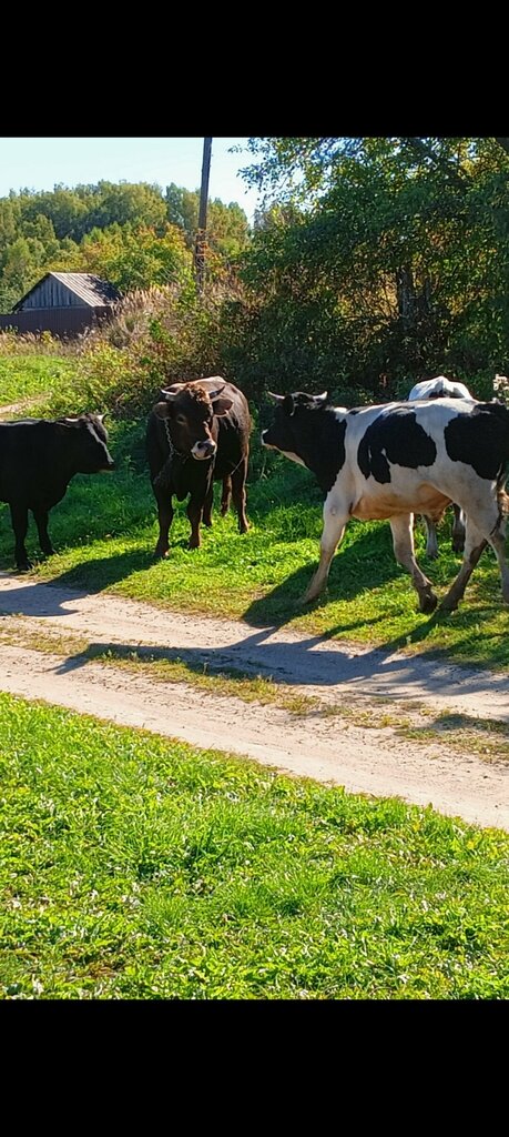 Tarım ürünleri firmaları Ферма у Влада, Tverskaya oblastı, foto