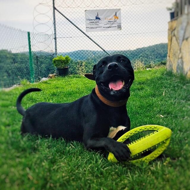Evcil hayvan yetiştiricileri Harmony Köpek Eğitimi, İstanbul, foto