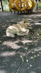 Пёс Гурман (ulitsa Nekrasova No:1А, selo Dragunskoye), petshop  Belgorodskaya oblastından