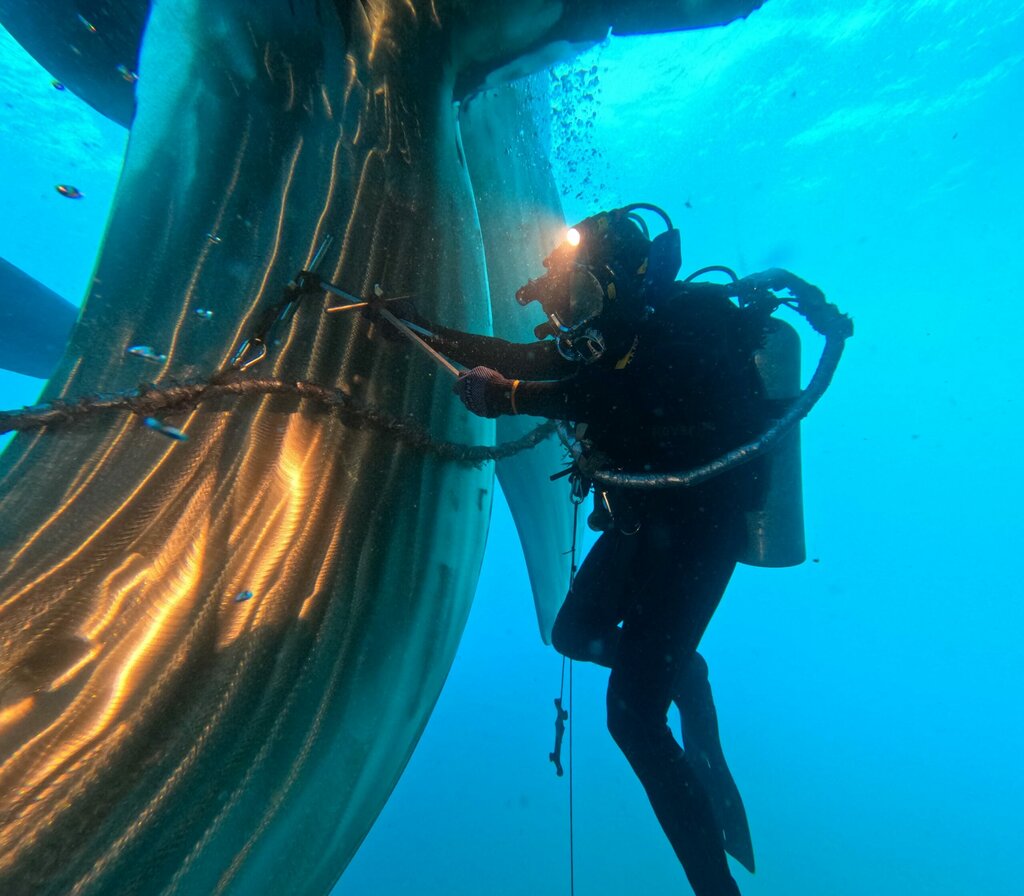 Su altı hizmetleri Royal Marine Services, Fudjeyra, foto