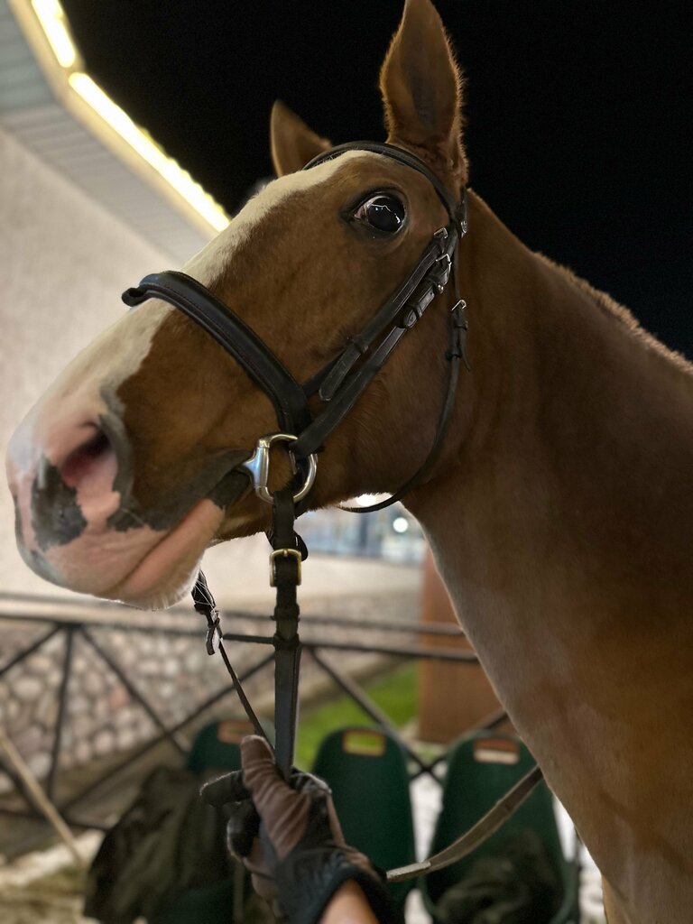 At ve binicilik kulüpleri Haragun, Almatı, foto