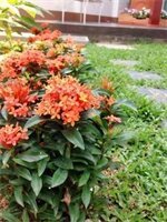 Otel Puwanon Place, Chiang Mai, foto