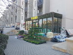 Fikus (Tbilisi Avenue No:53X), çiçekçiler  Bakü'den
