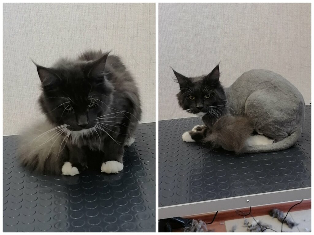 Evcil hayvan kuaförleri Грумер_Тим, Timaşovsk, foto