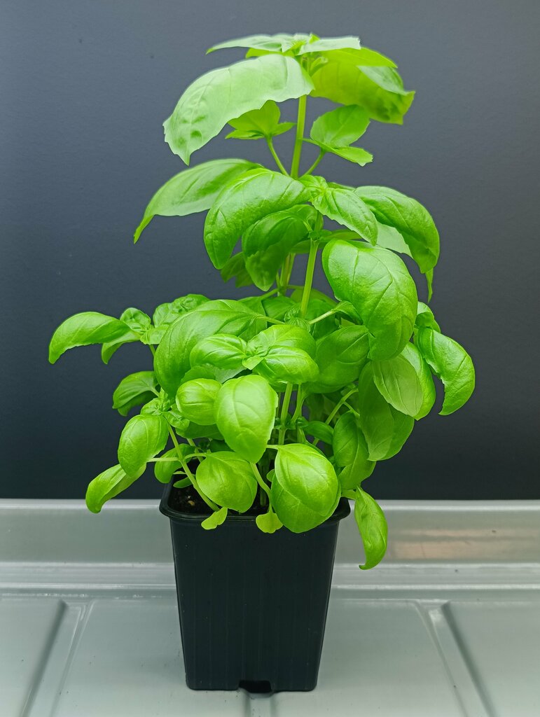 Sera ve bahçe ürünleri Мир пряных трав, Saint‑Petersburg, foto