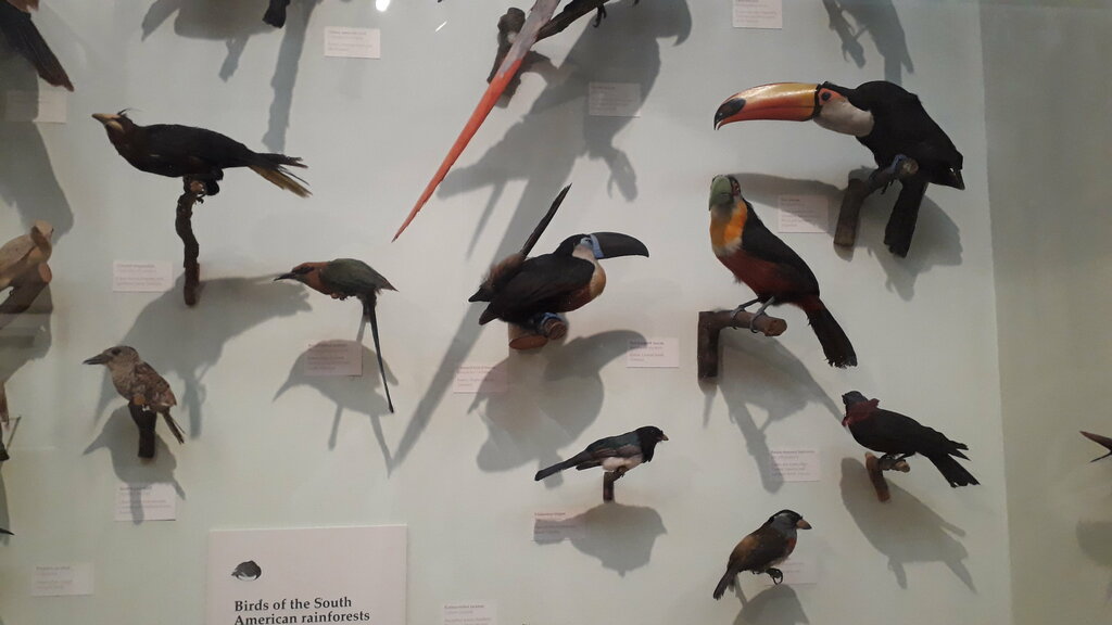Müzeler ve sanat galerileri Londra Doğal Tarih Müzesi, Londra, foto
