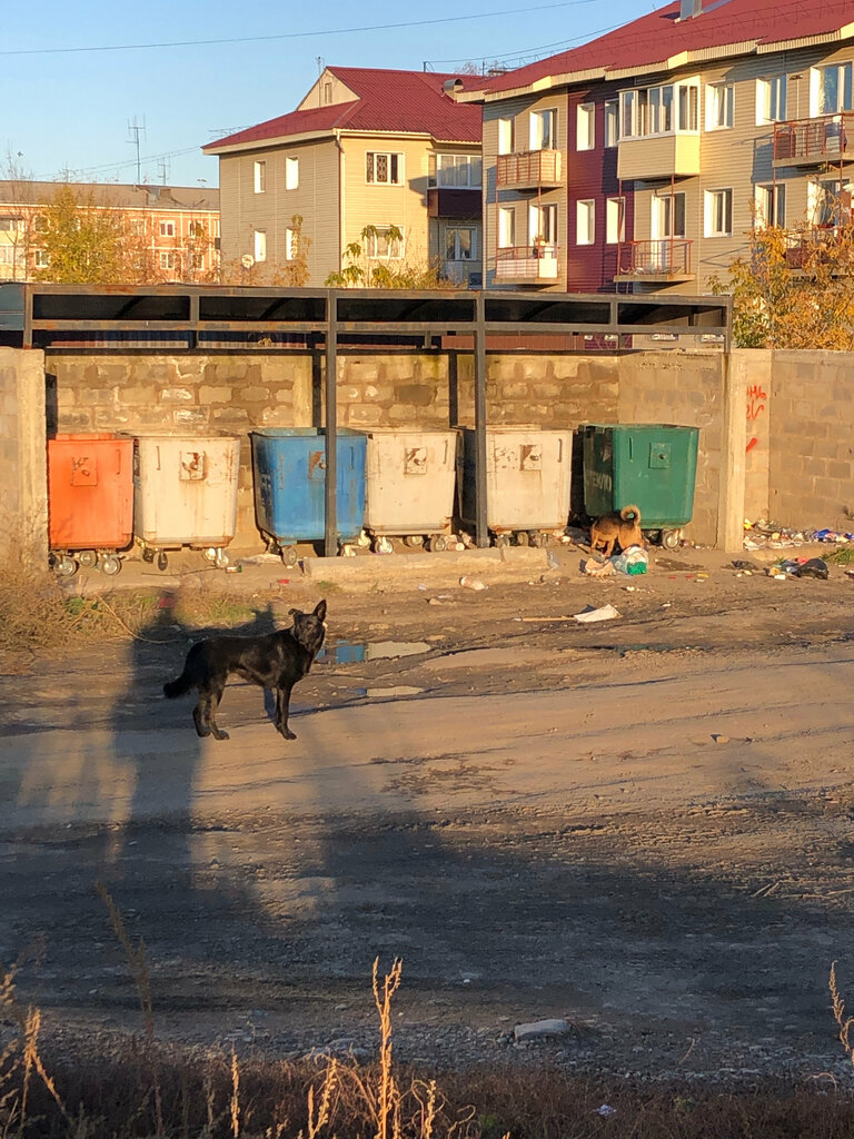 Çöp alanları Trash and garbage disposal area, Usolye‑Sibirskoye, foto