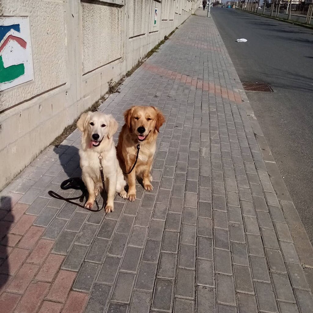 Pet otel K9 Dog Club, Arnavutköy, foto