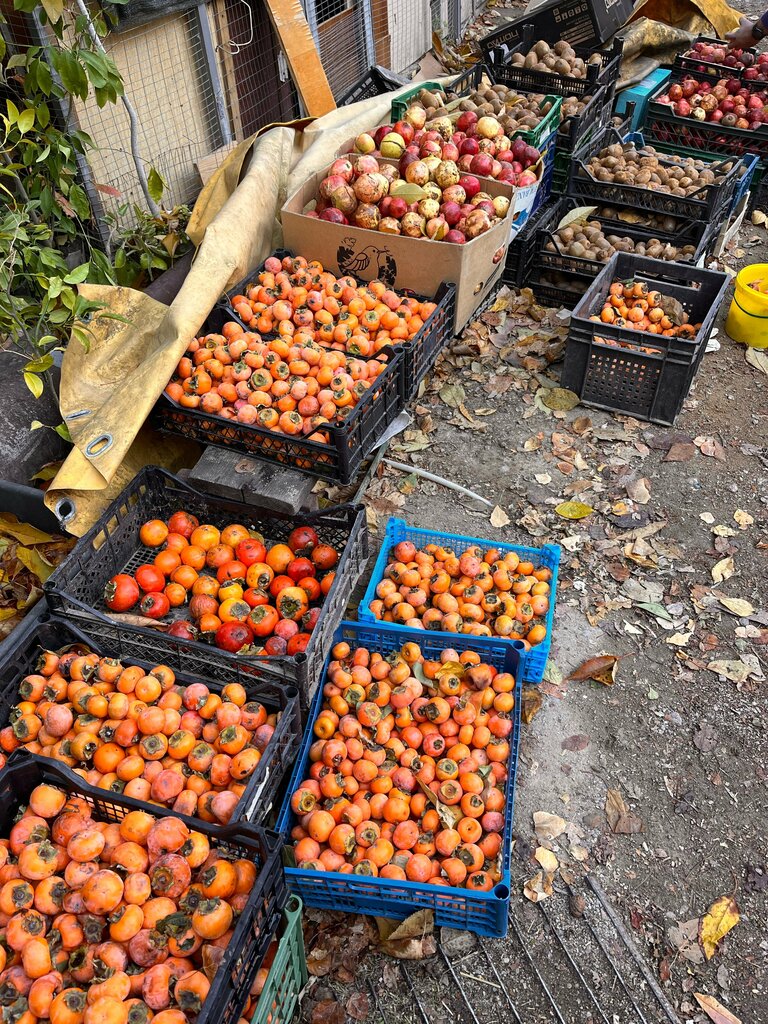 Bahçe Сад киви, Kırım Cumhuriyeti, foto
