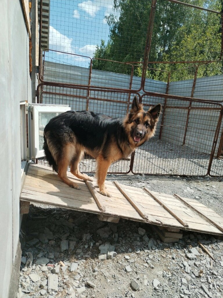 Pet otel Gostinitsa dlya zhivotnykh Drug, Kirovskaya oblastı, foto